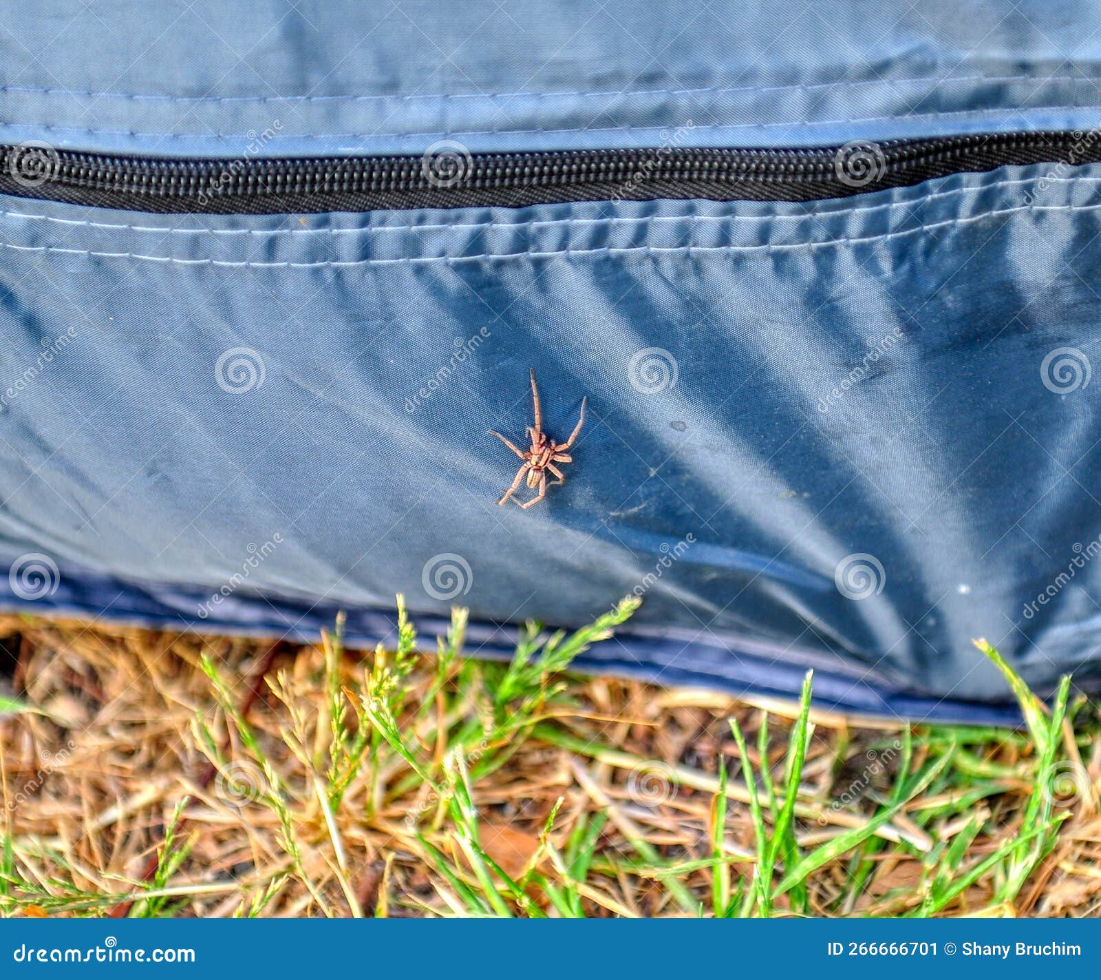 A Spider Walks on a Camping Tent in the Garden Stock Image - Image of ...