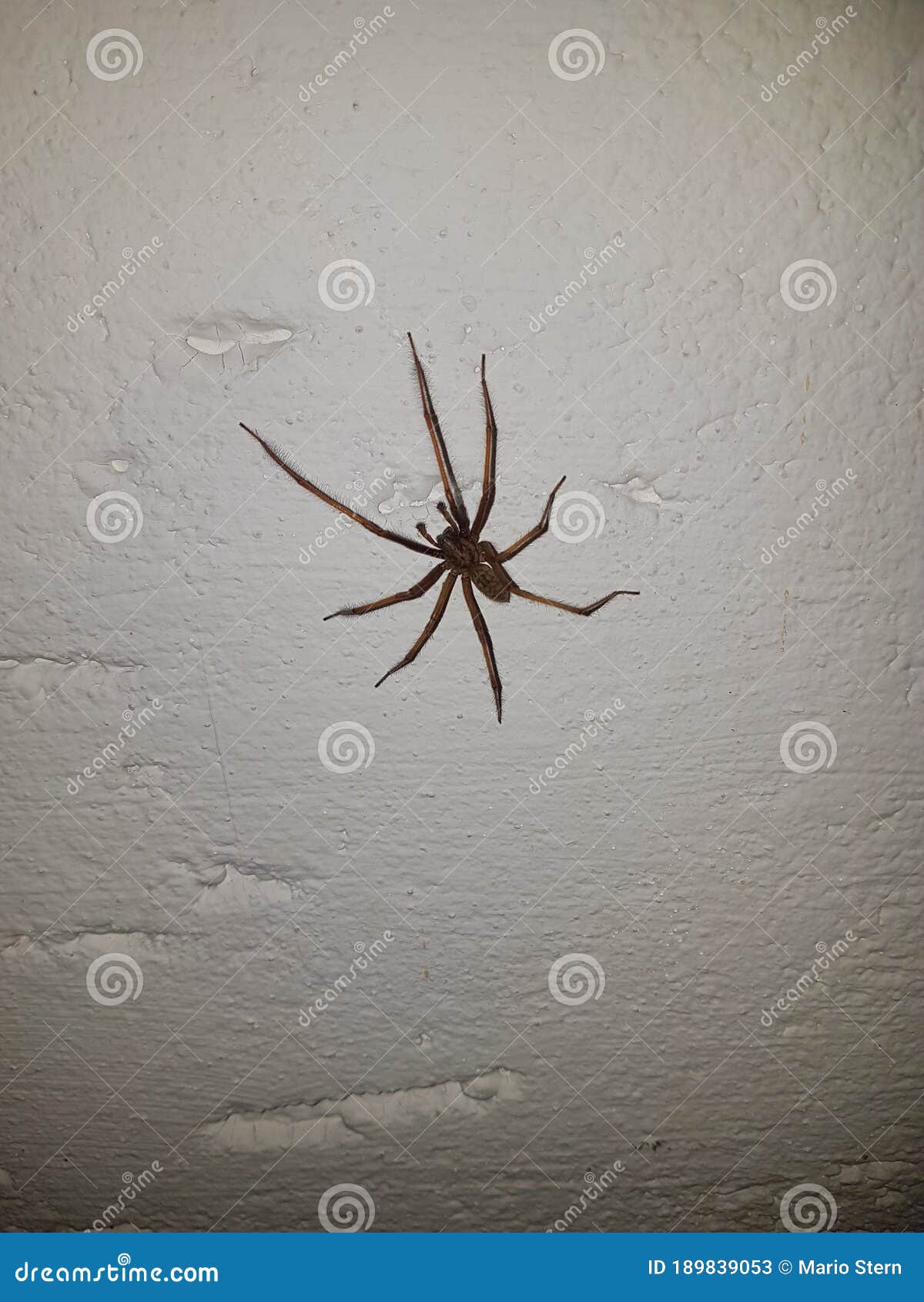 Spider on wall stock image. Image of line, beetle, wall - 189839053