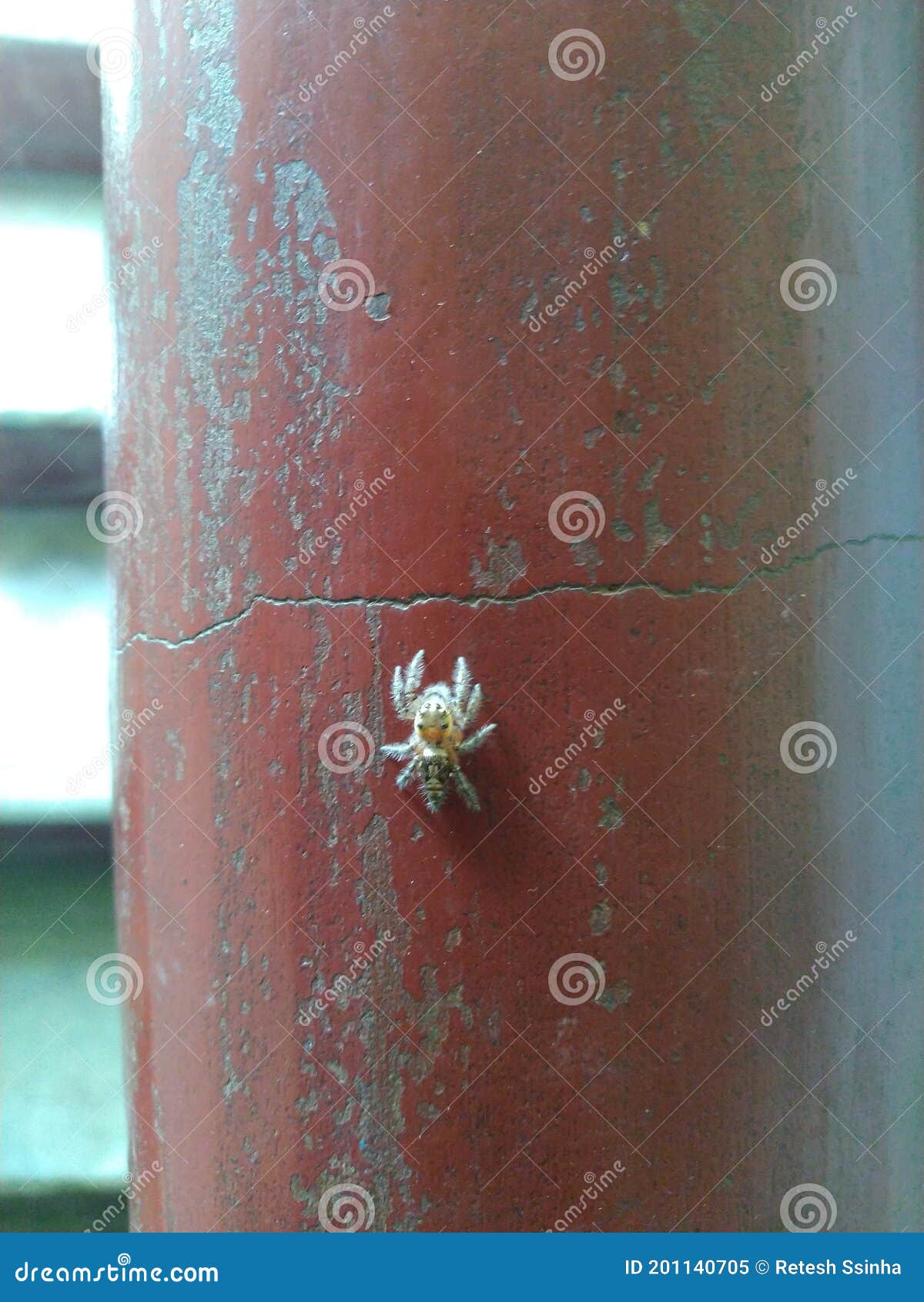 Spider on the wall stock image. Image of photograph - 201140705