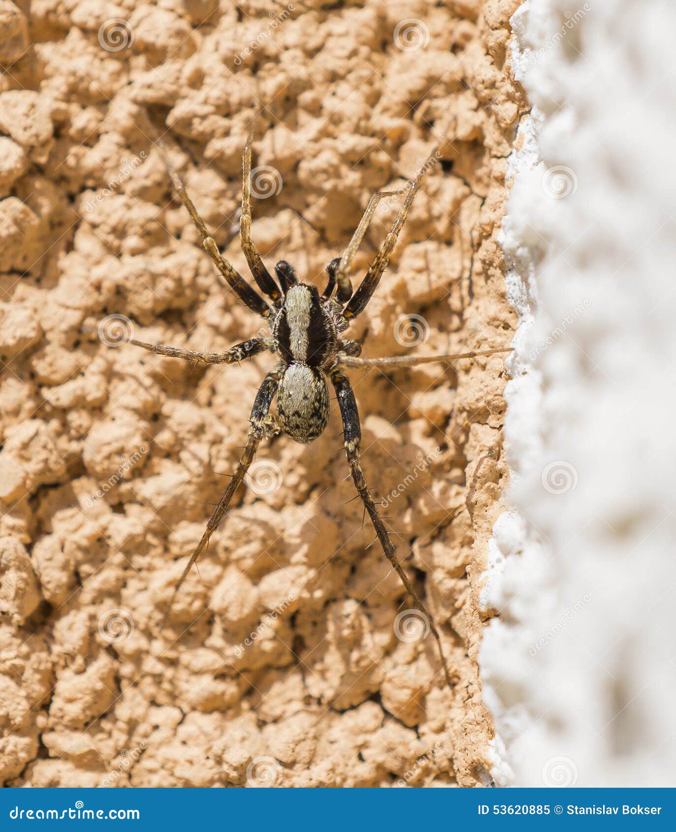 A spider stock image. Image of macro, spring, single - 53620885