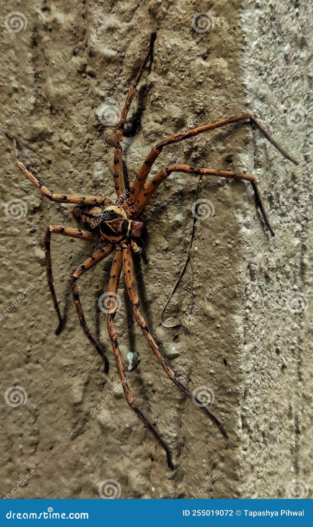 Spider on wall stock photo. Image of wall, spider, scary - 255019072