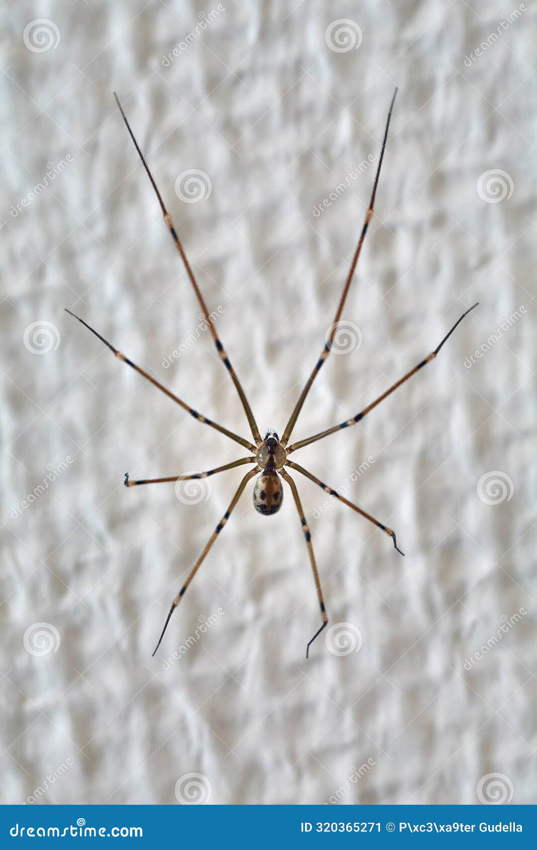 Spider on the wall stock image. Image of macro, common - 320365271