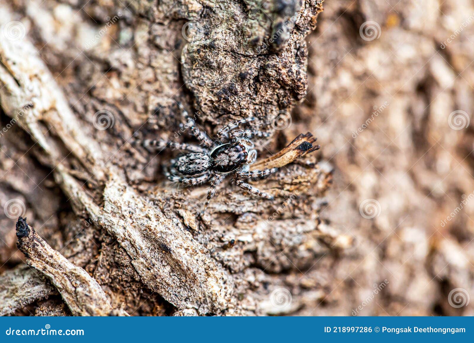 Spider on the wall stock photo. Image of house, nature - 218997286