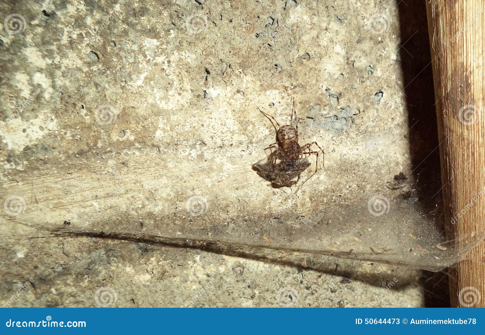 Spider on wall stock image. Image of wall, true, closeup - 50644473