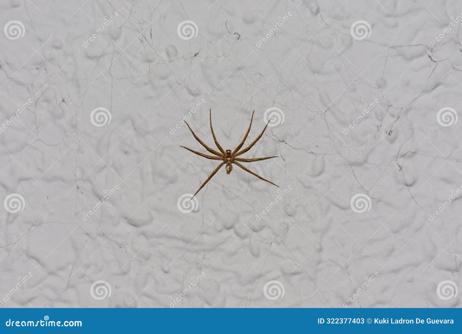 Spider on the Wall of a House Stock Image - Image of closeup ...