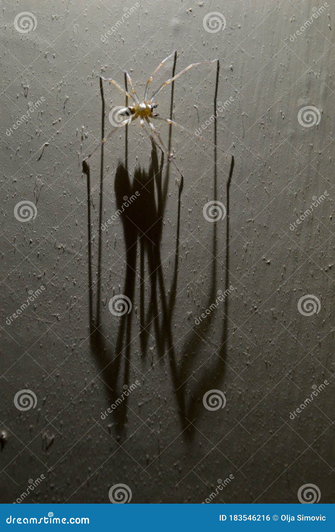 Spider on the Wall and Its Shadow Stock Photo - Image of wall, shadow ...