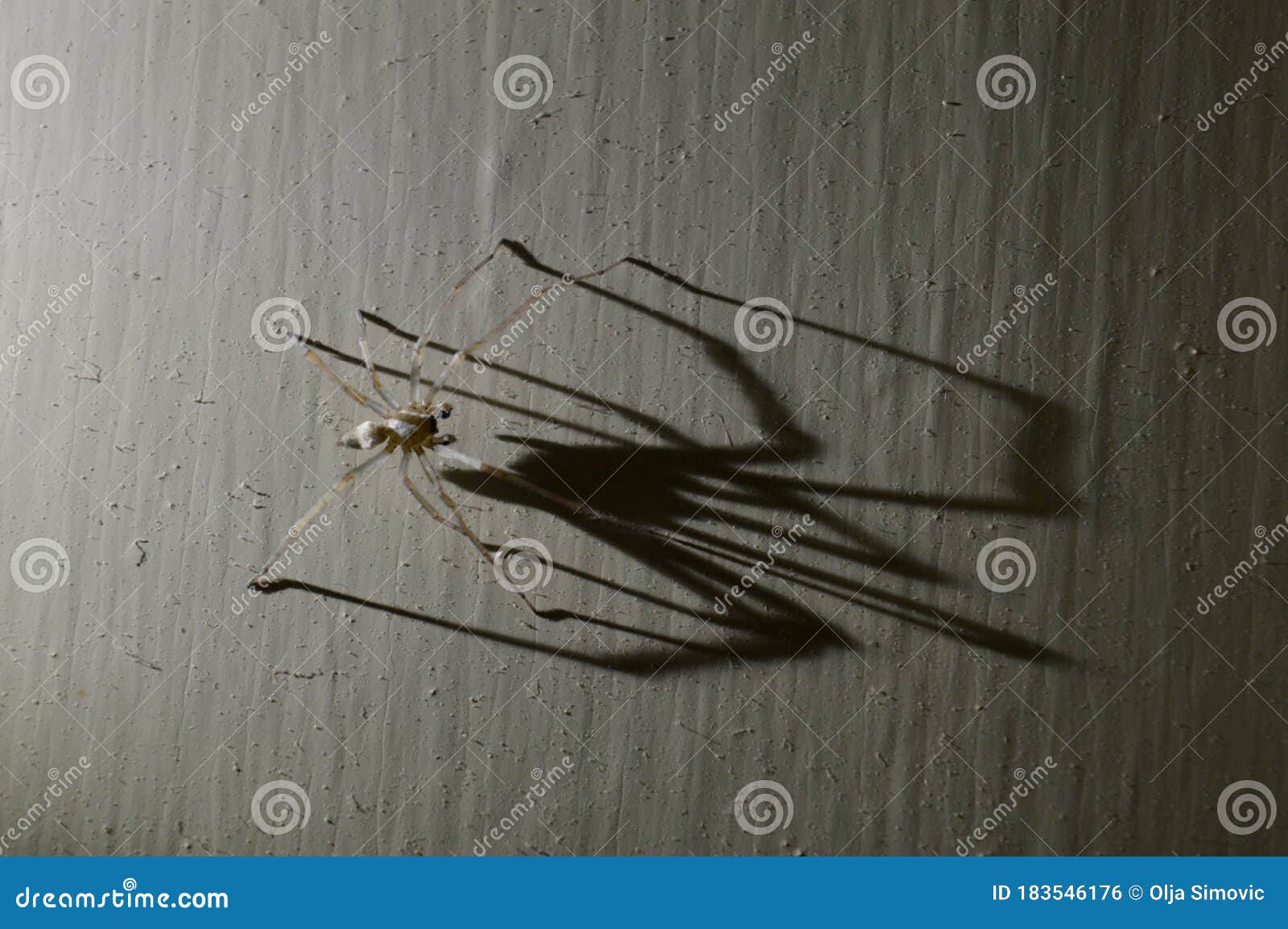 Spider on the Wall and Its Shadow Stock Photo - Image of shadow, color ...