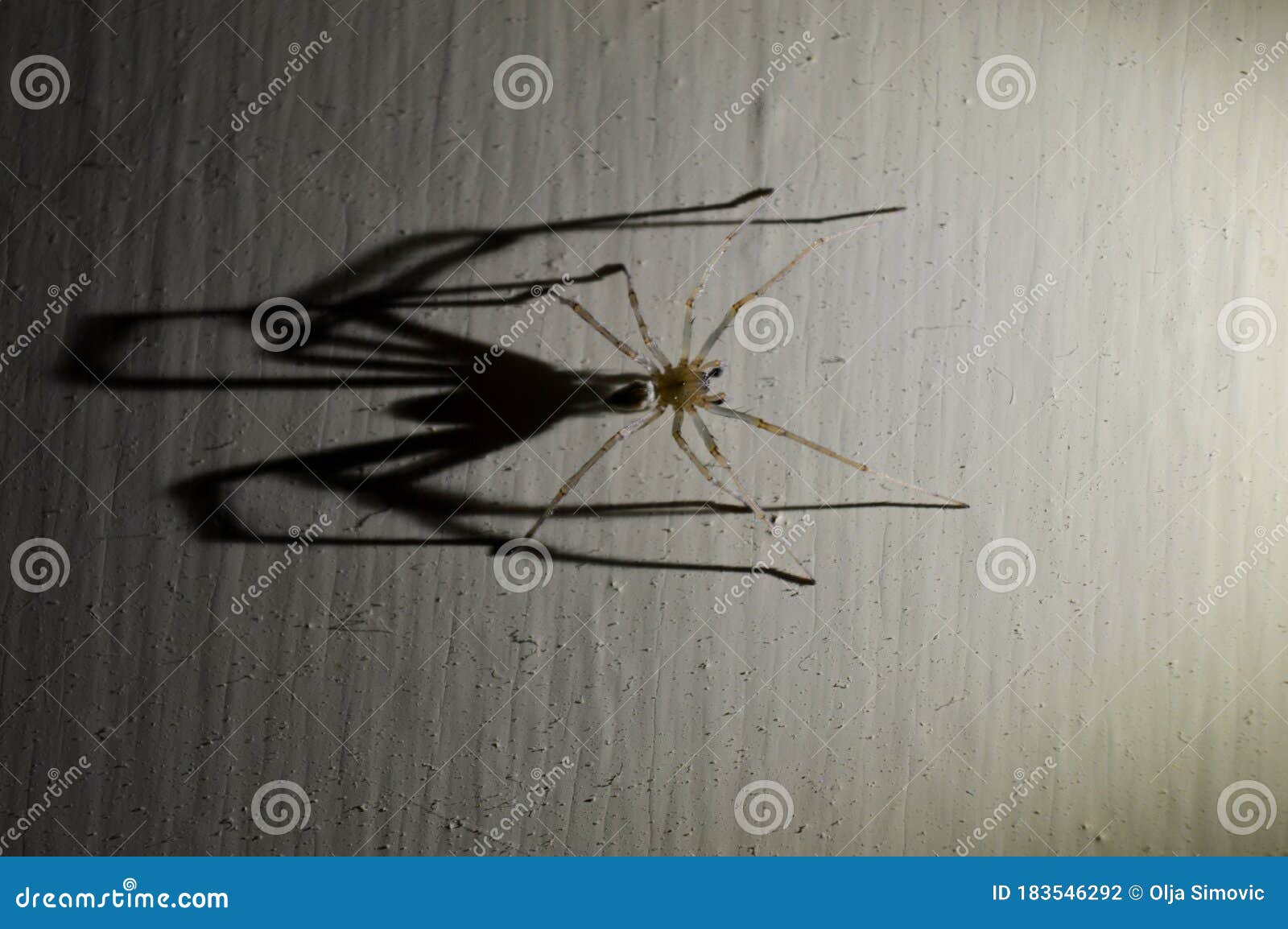 Spider on the Wall and Its Shadow Stock Photo - Image of animal, wall ...