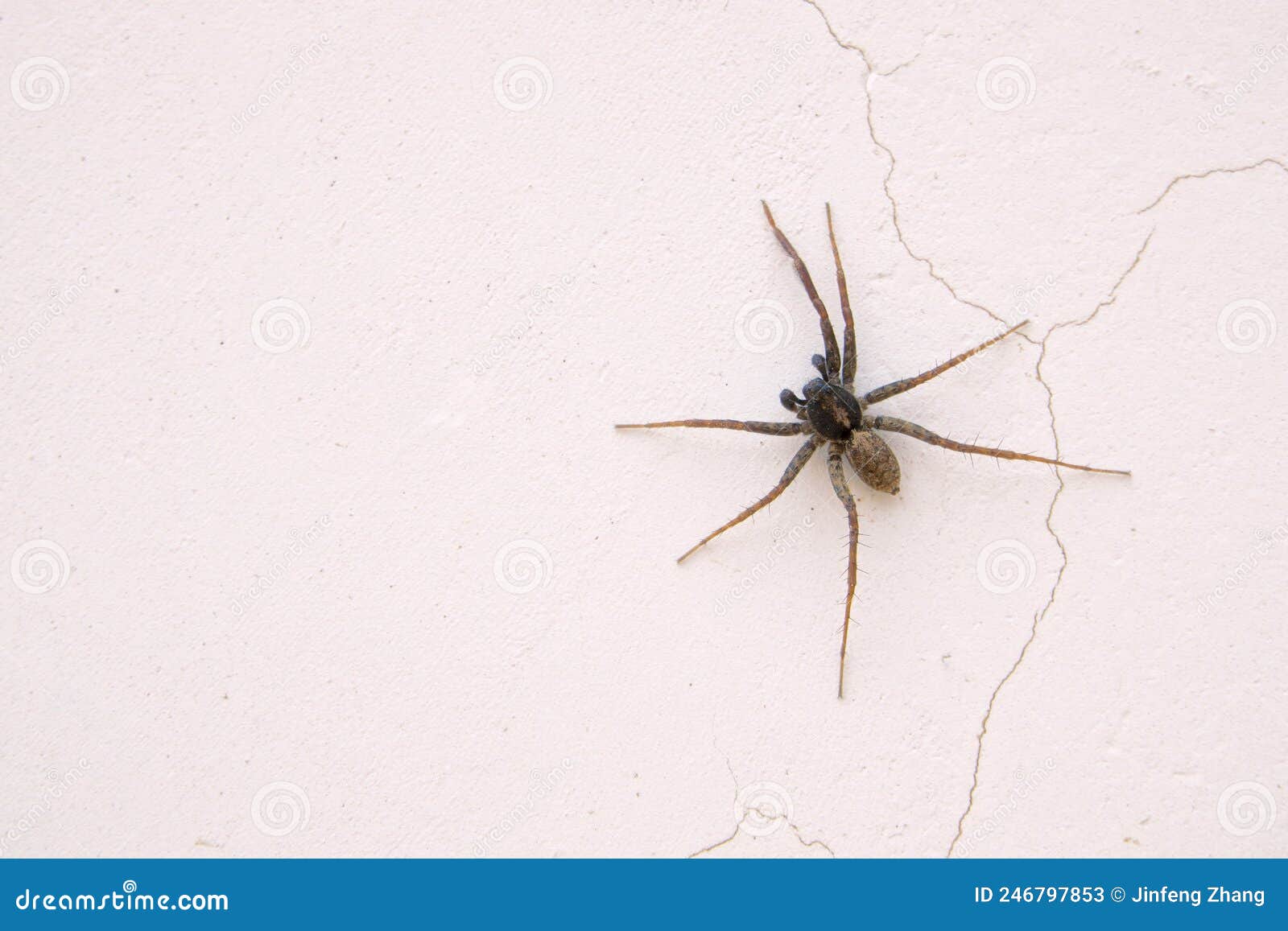 Spider on wall stock image. Image of wild, lycosidae - 246797853