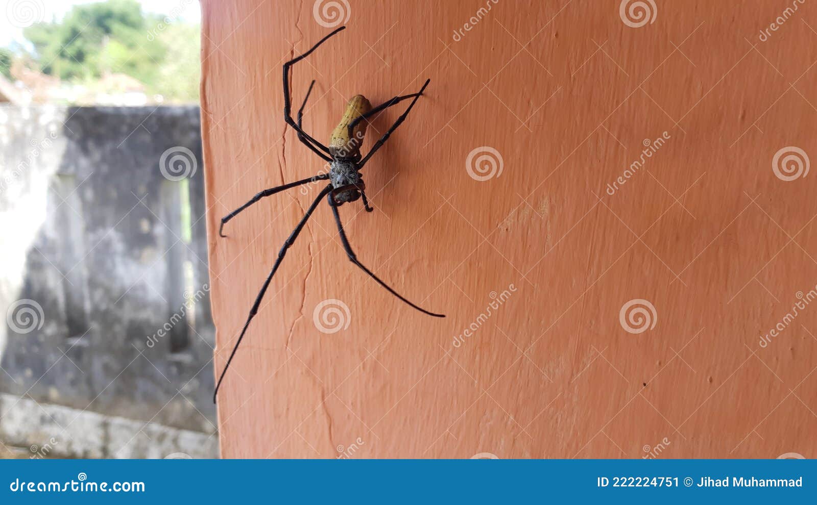 Spider on the wall stock image. Image of stuck, dinding - 222224751