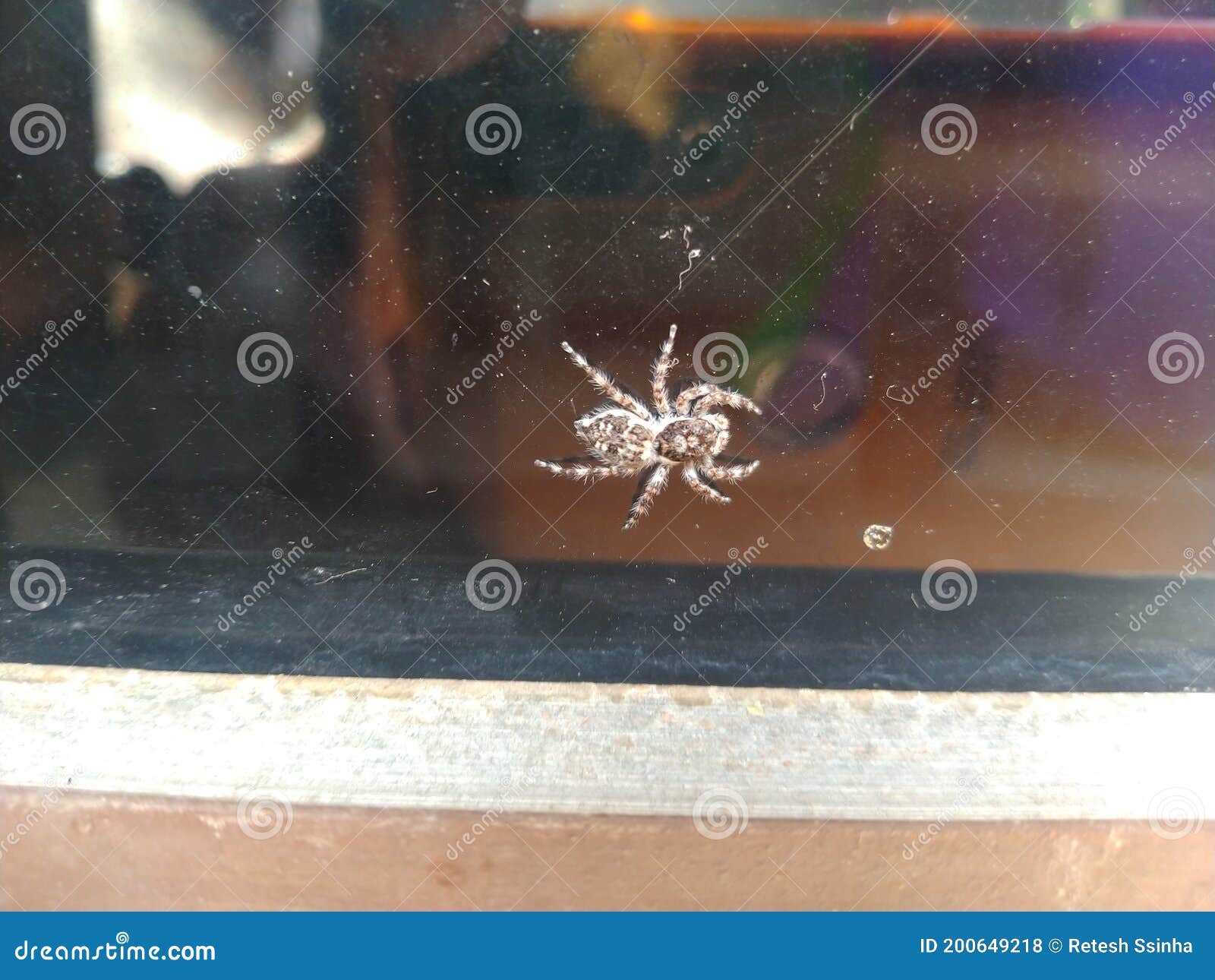 Spider on the Wall and Window Stock Photo - Image of spider, blue ...