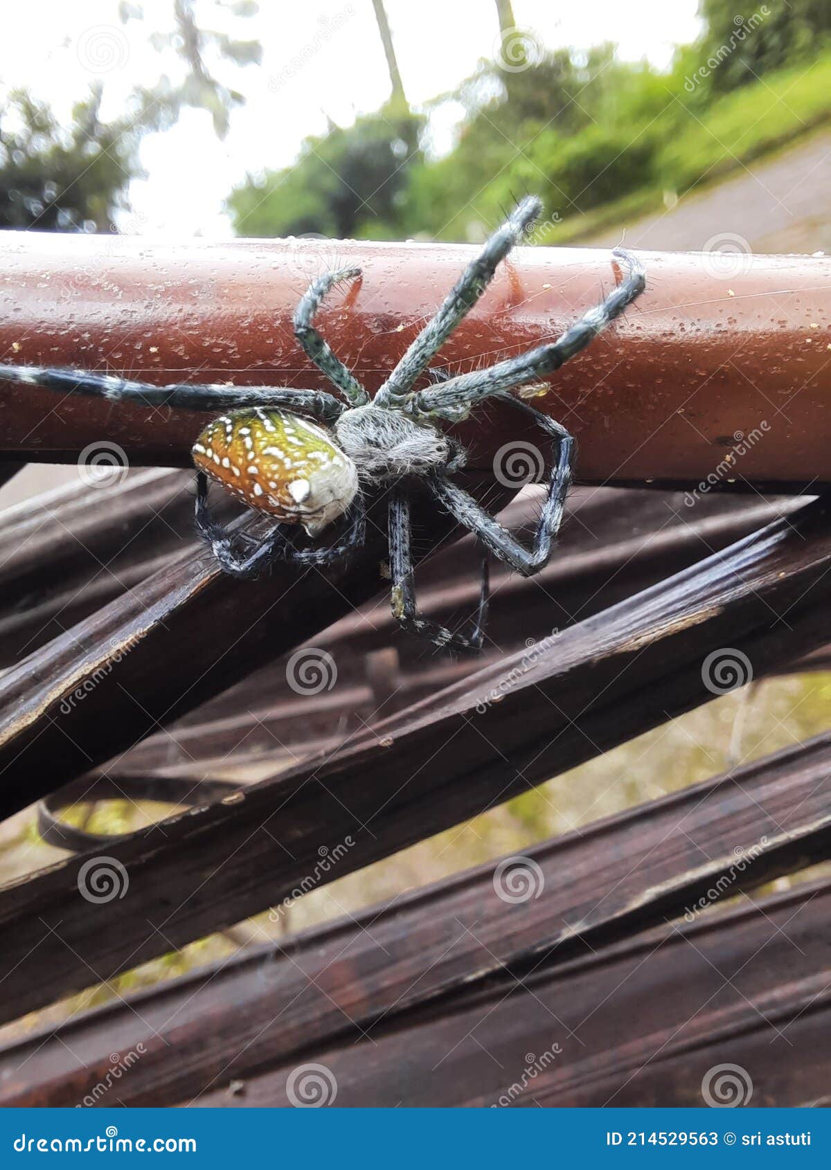 A Spider that Was on a Tree Branch Stock Image - Image of animal ...