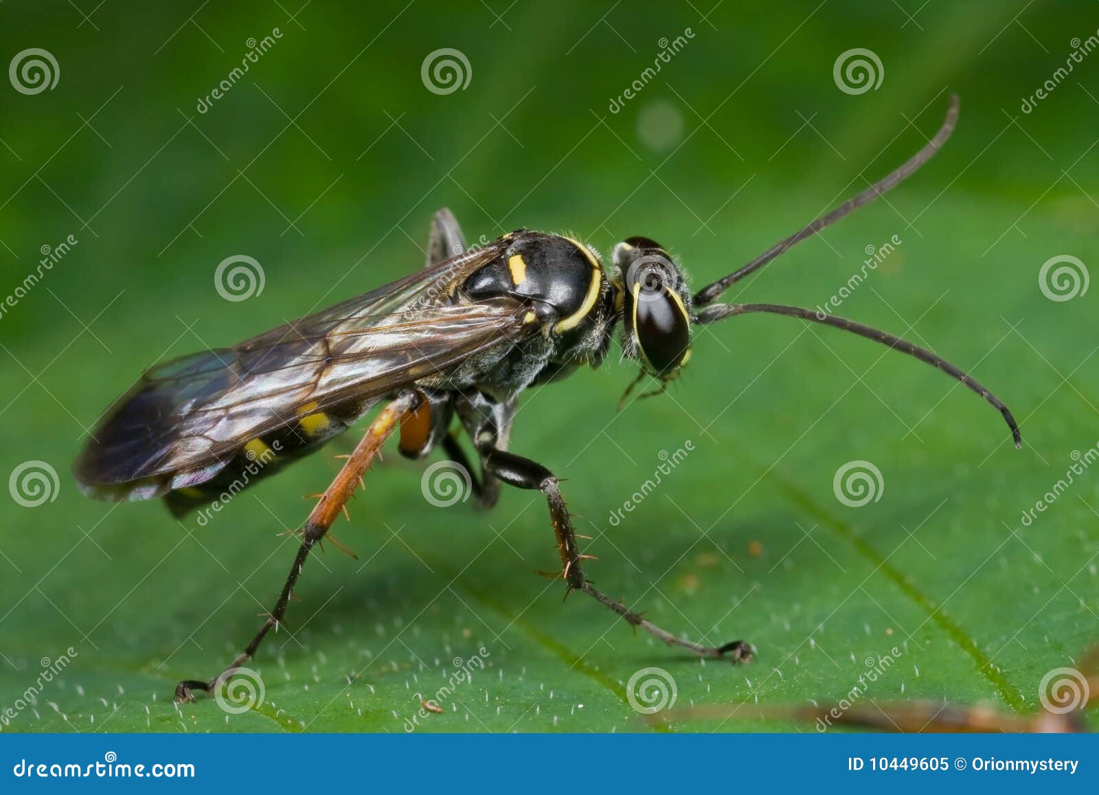 Spider wasp stock image. Image of close, animal, wild - 10449605