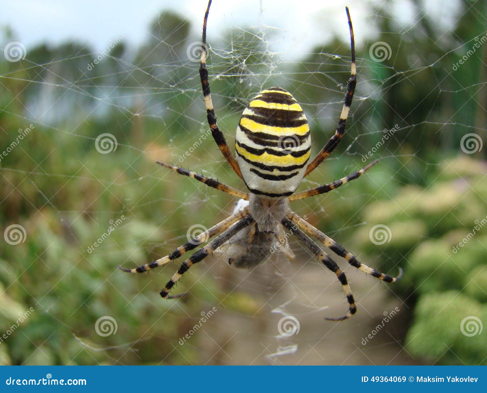Spider-wasp stock image. Image of insects, network, caught - 49364069