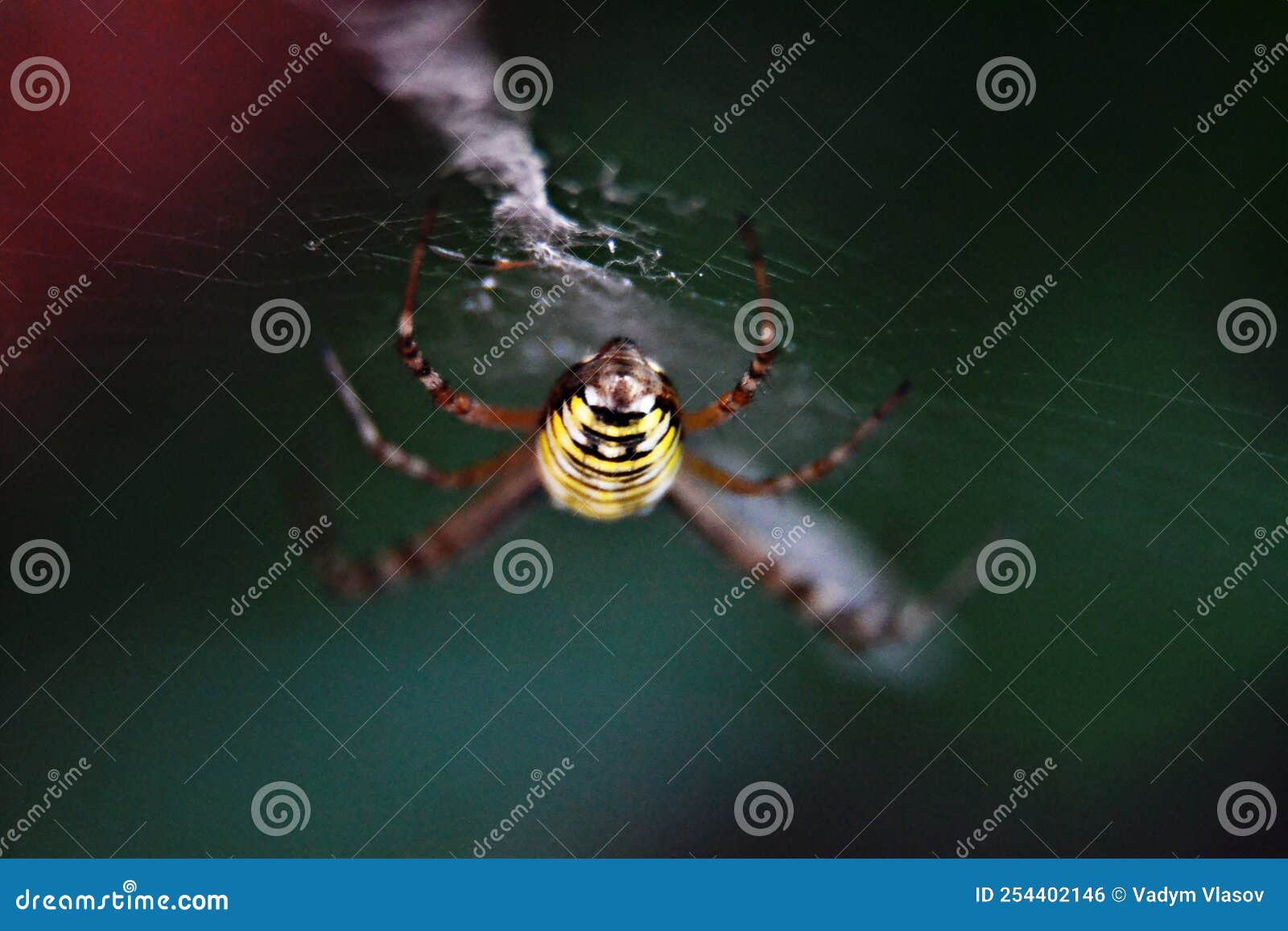 Spider Wasp. a Zebra Spider on a Web Stock Photo - Image of darkness ...