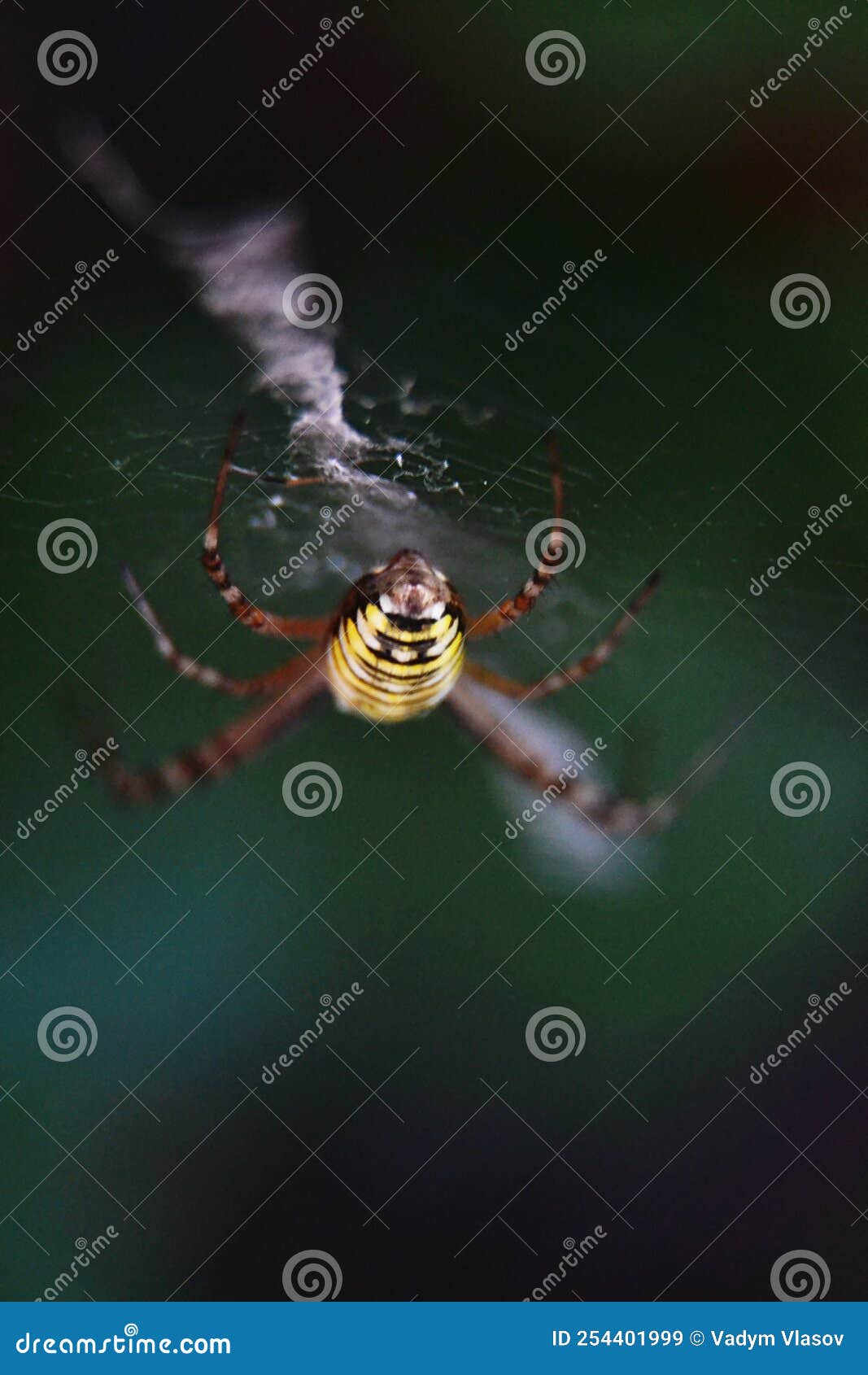 Spider Wasp. a Zebra Spider on a Web Stock Image - Image of darkness ...
