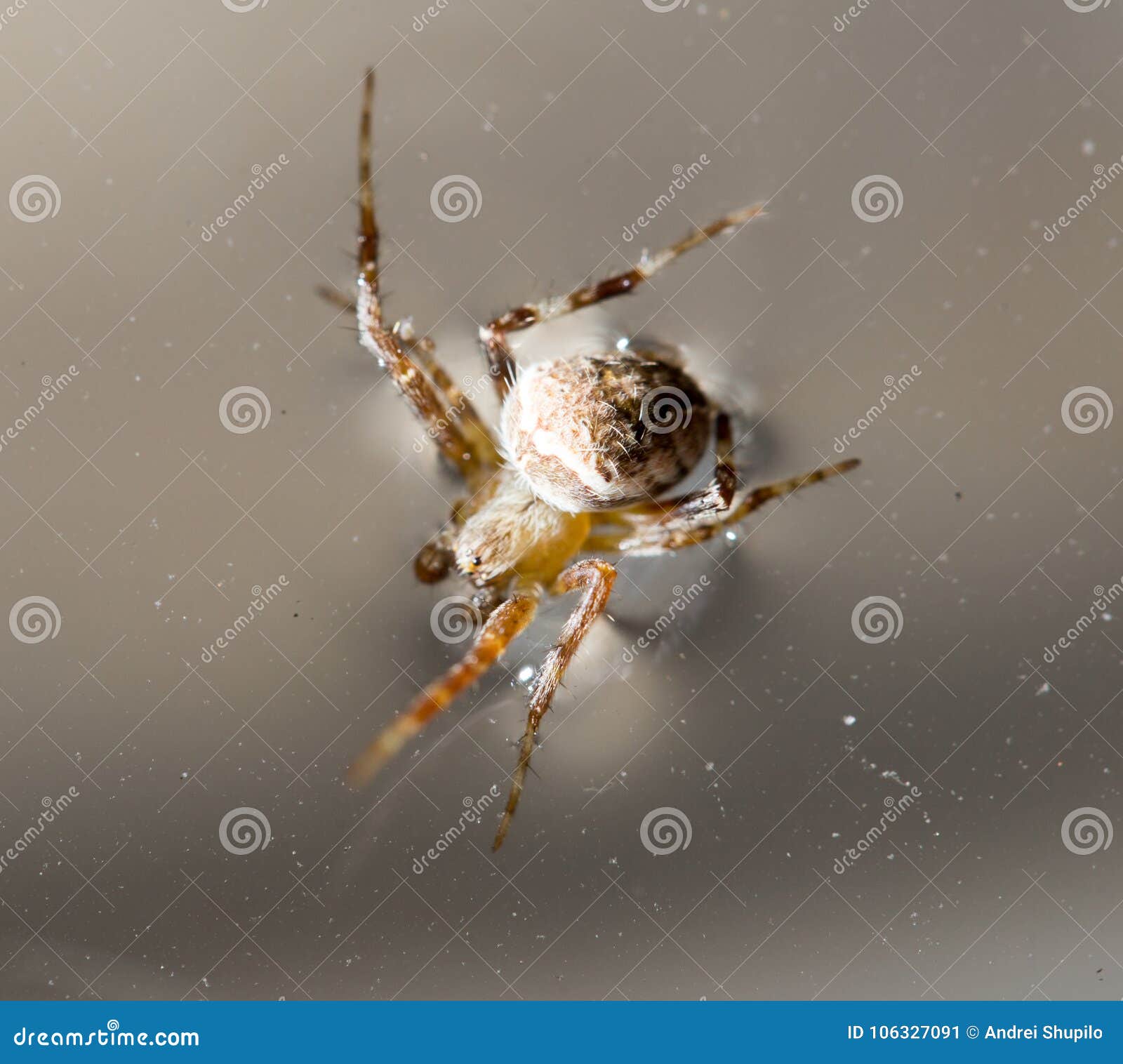 Spider on the Water Surface. Macro Stock Image - Image of closeup ...