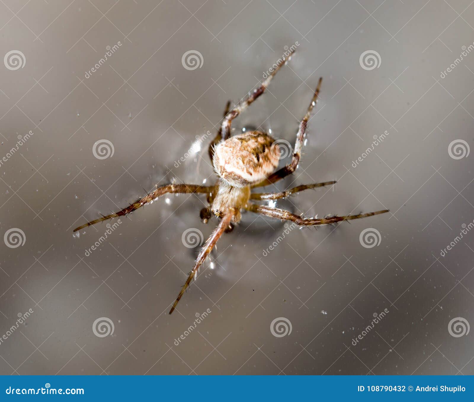 Spider on the Water Surface. Macro Stock Photo - Image of color, water ...