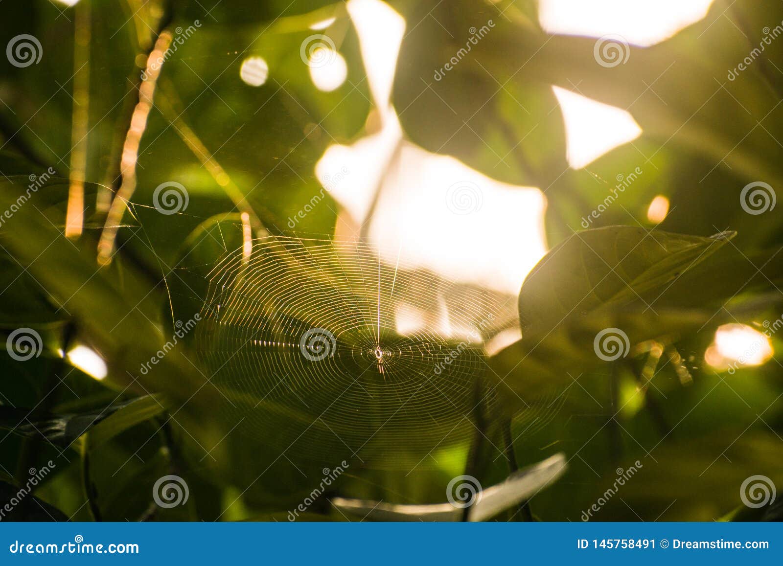 Spider wave stock image. Image of scenery, wave, nature - 145758491