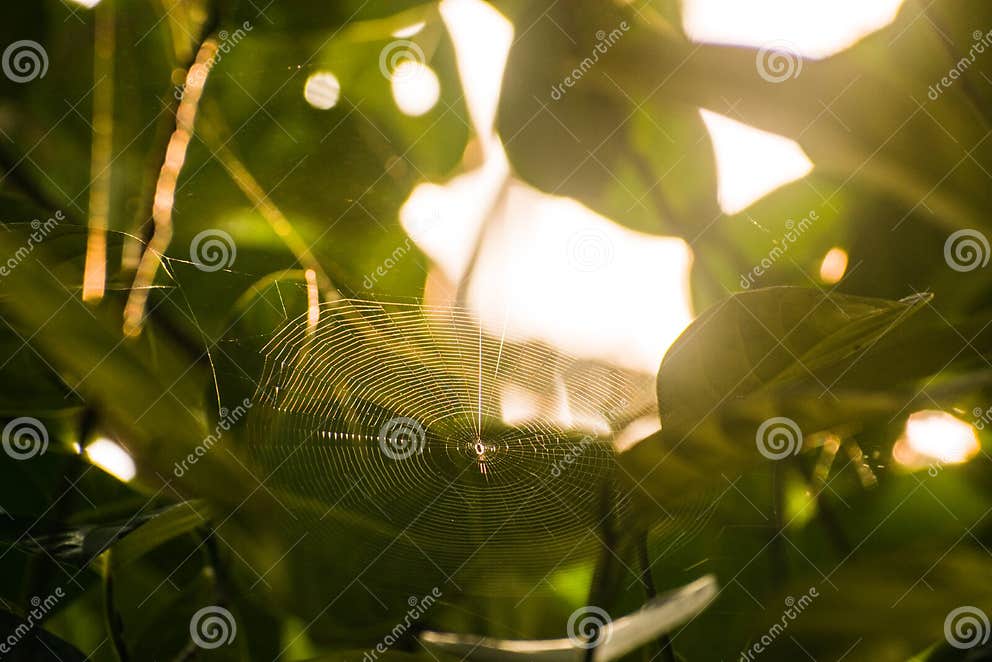 Spider wave stock image. Image of scenery, wave, nature - 145758491