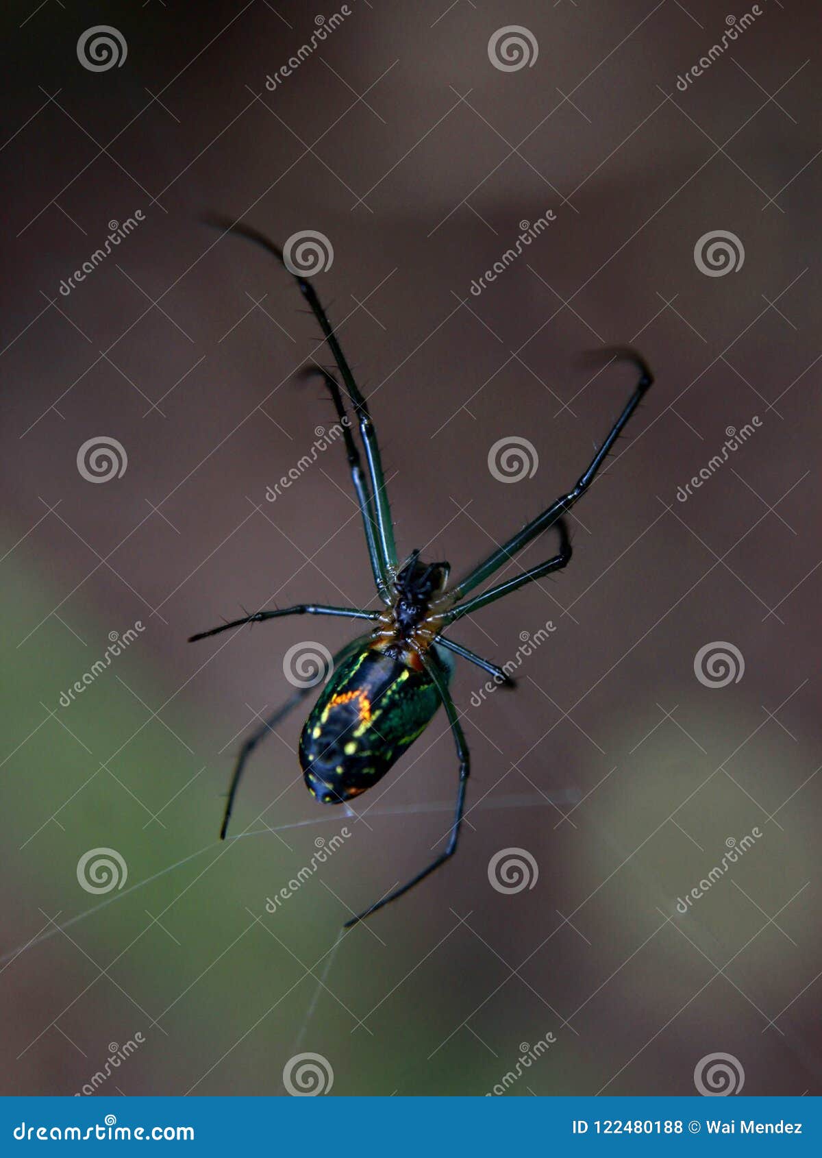 Spider Weaver Animal Insect Stock Photo - Image of weaver, colors ...