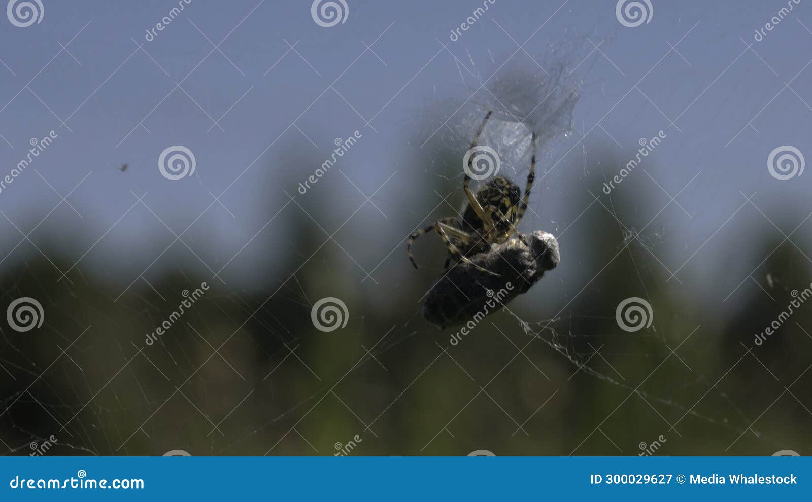 A Spider that Weaves a Spider S Web. Creative. a Big Dark Spider, Made ...