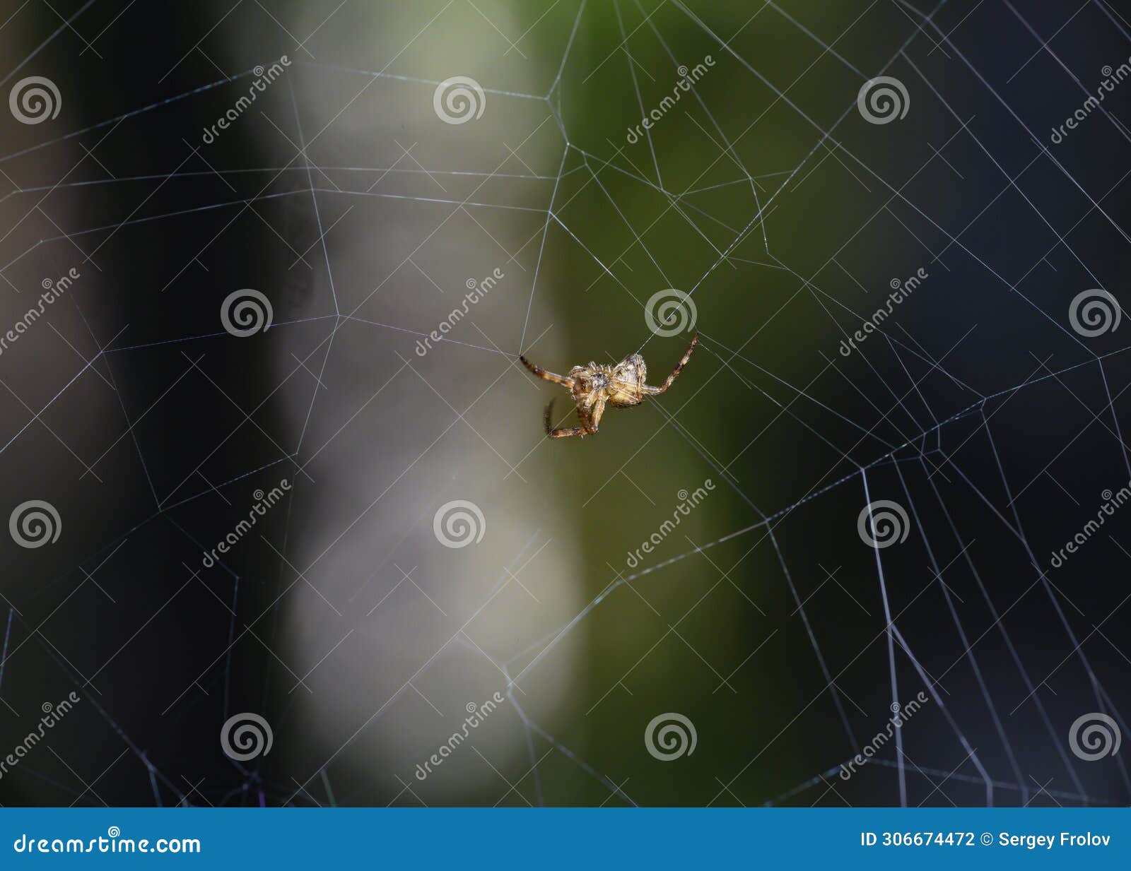 A Spider Weaves a Web on a Dark Background Stock Photo - Image of ...