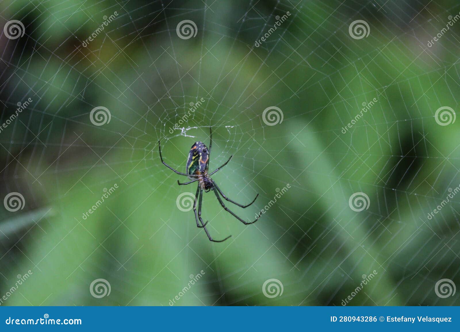 Nature's Grid: Sticks Weaving Together Stock Image | CartoonDealer.com ...