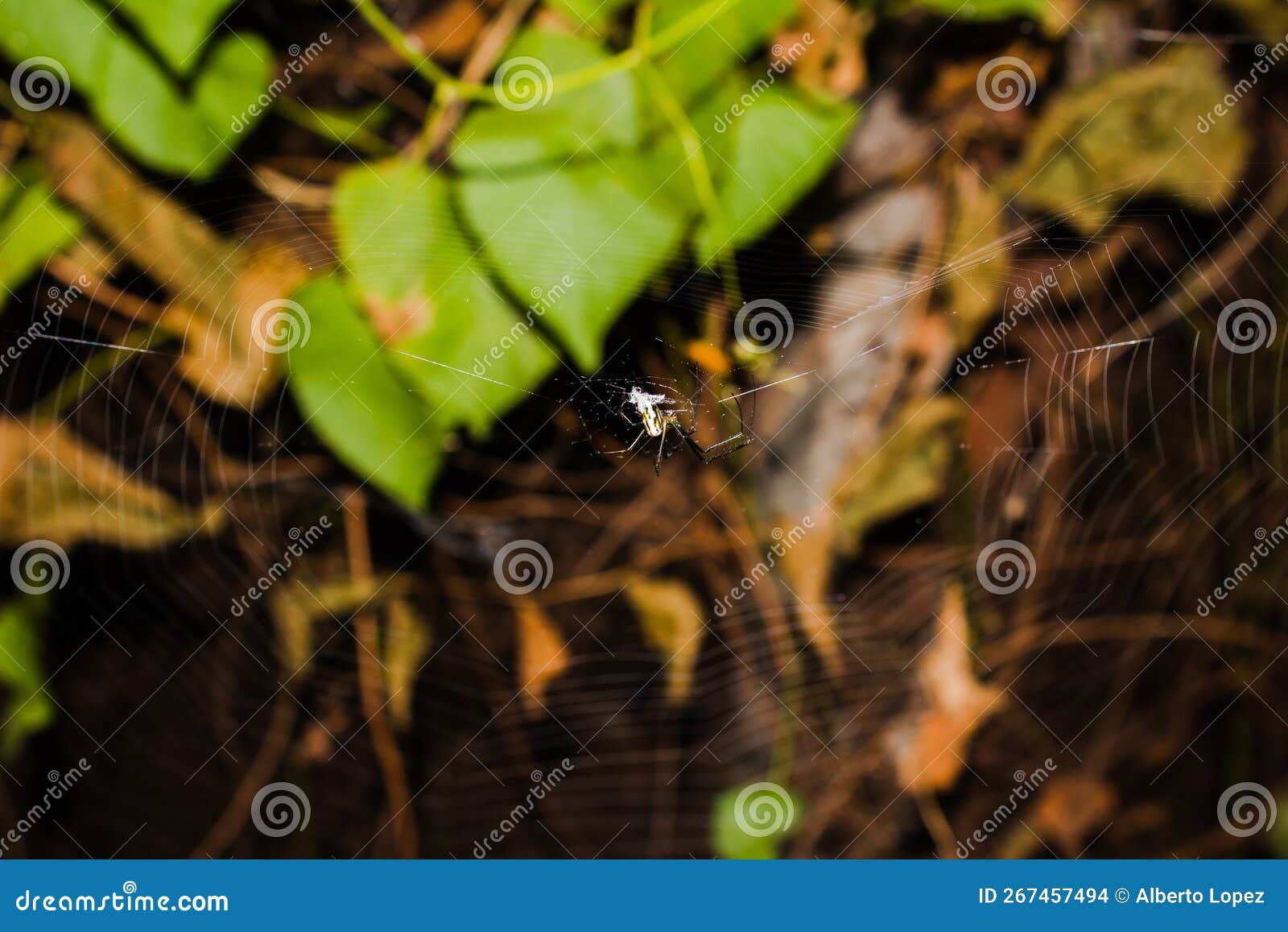 A Spider is Weaving Its Web Stock Photo - Image of spider, weaving ...