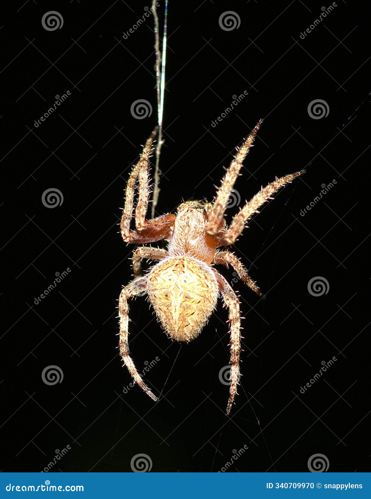 A spider weaving its web stock photo. Image of weaving - 340709970