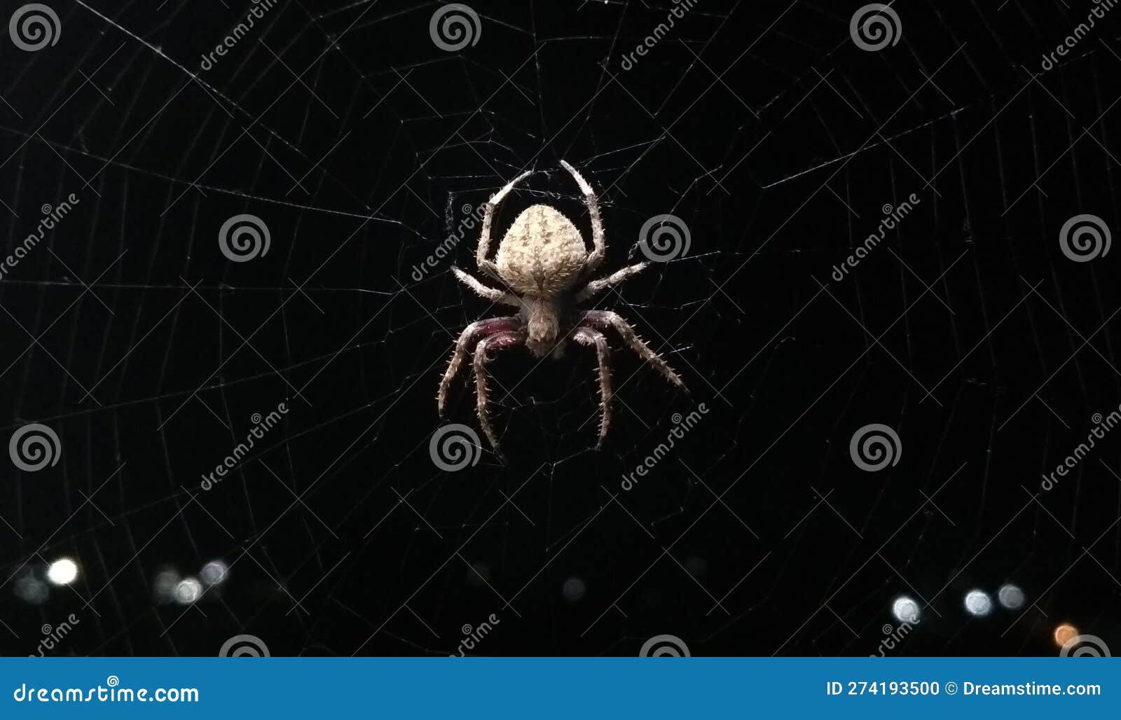 Spider Weaving SpiderWeb stock photo. Image of spiderweb - 274193500