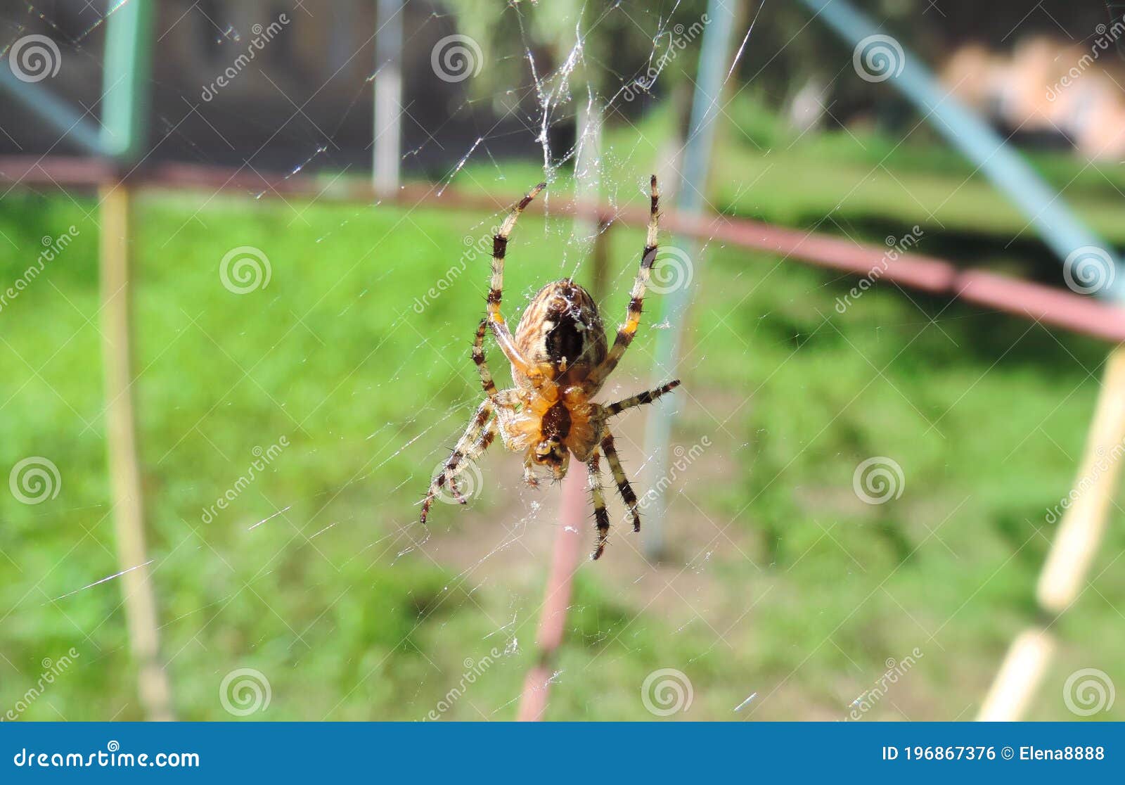 Spider Weaving a Web, Close Up. Stock Photo - Image of arachnid, leaves ...