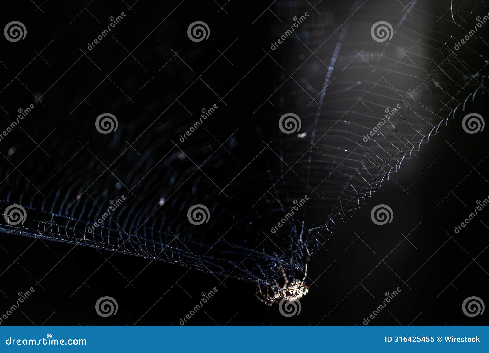 A Spider Weaving a Web on Its Back Legs at Night Stock Image - Image of ...
