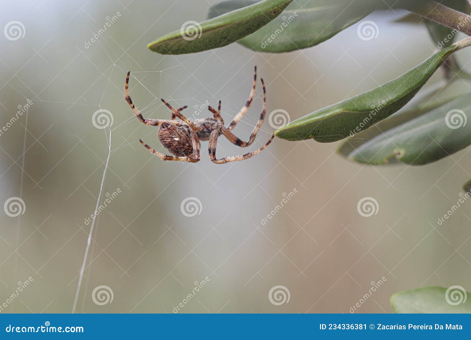 Spider weaving the web stock image. Image of fauna, animal - 234336381