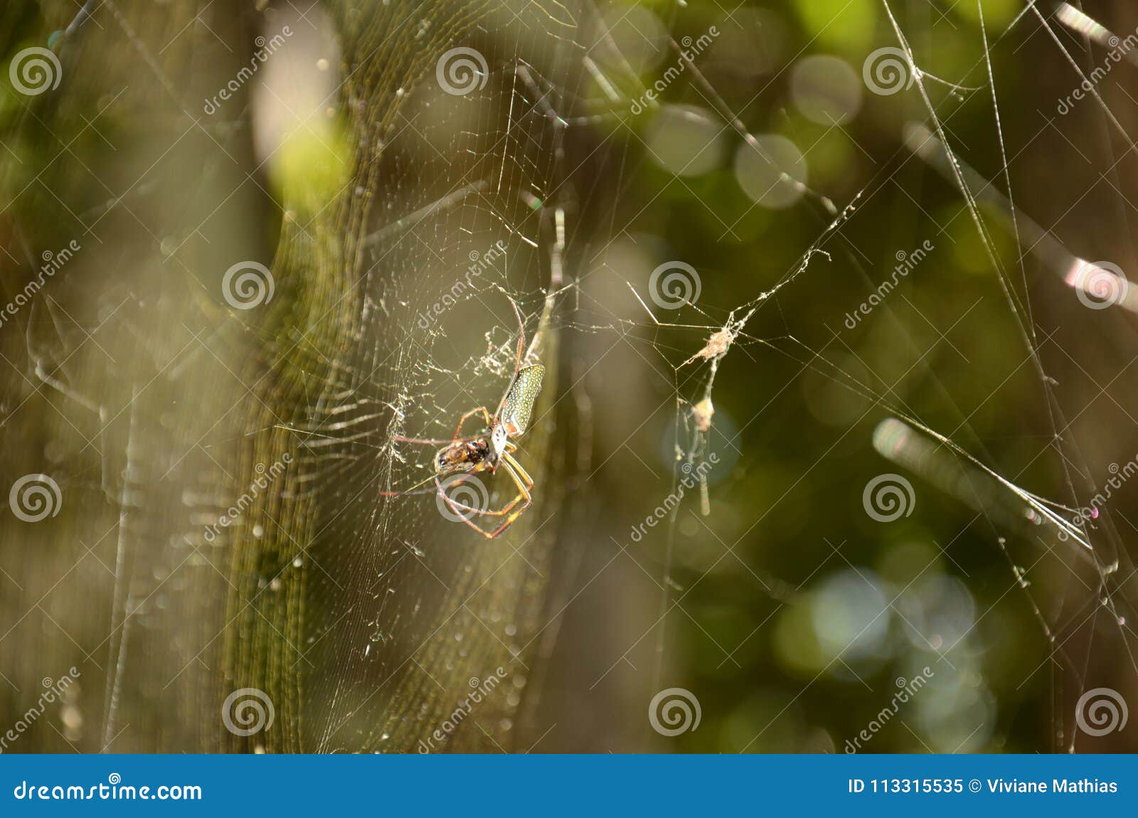 Spider Weaving Web between Trees Stock Image - Image of green, spider ...