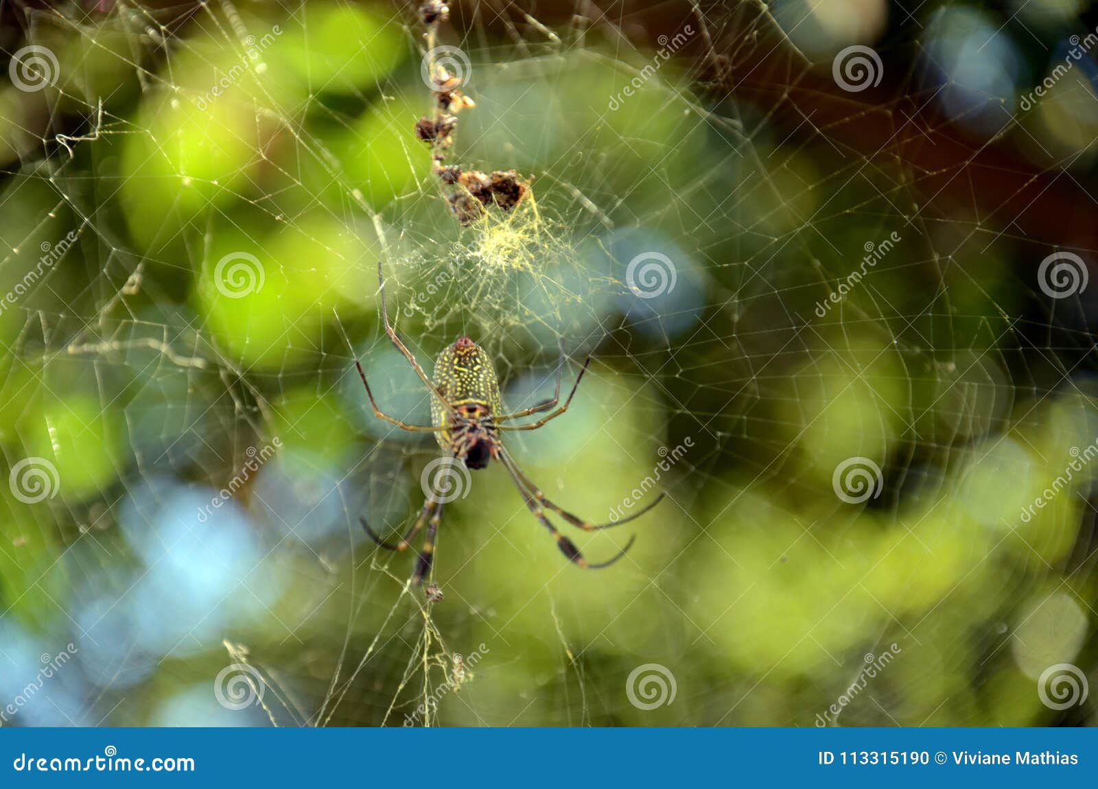 Spider Weaving Web between Trees Stock Photo - Image of hunting, tree ...