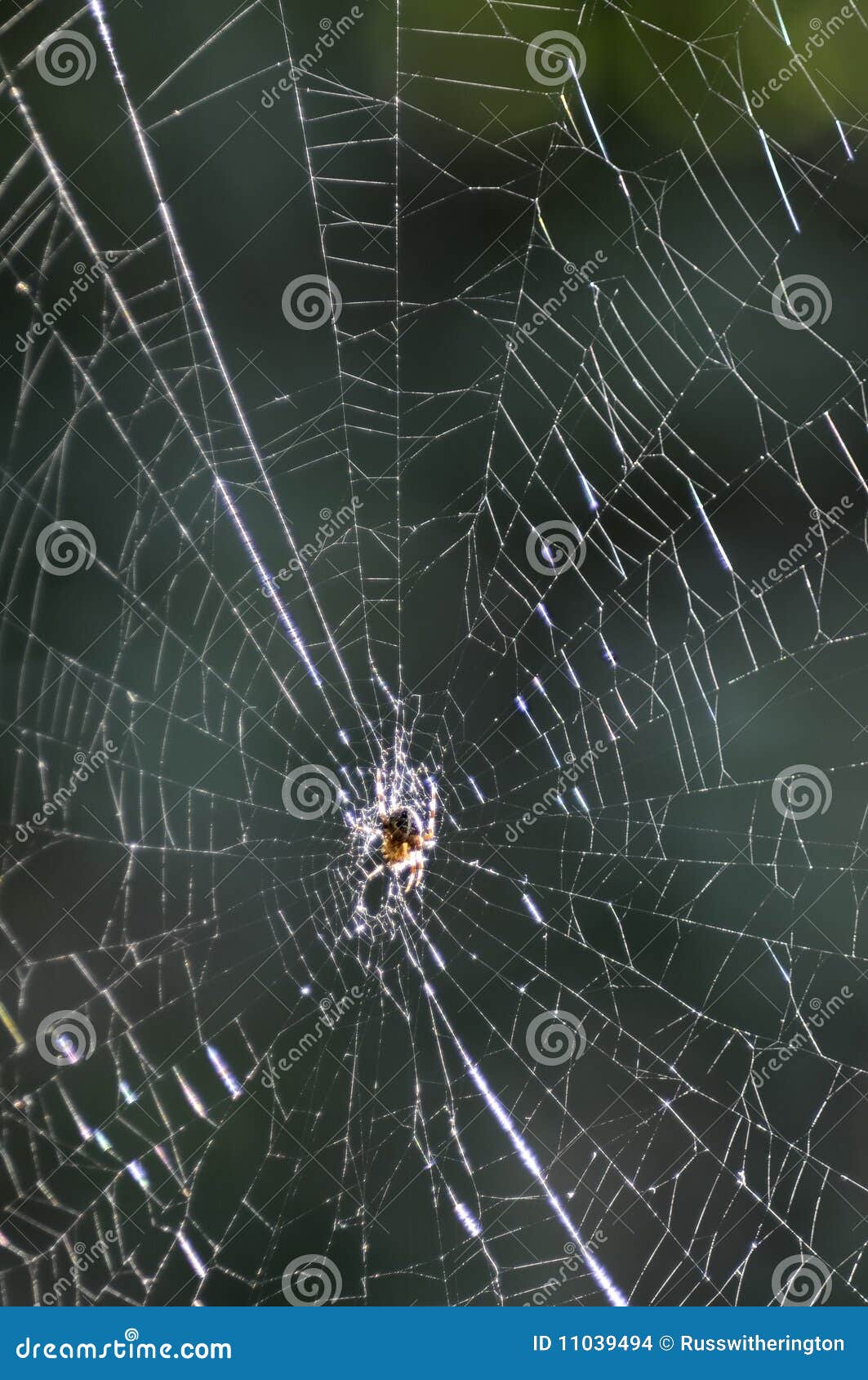 Spider Web stock photo. Image of pattern, spider, mesh - 11039494