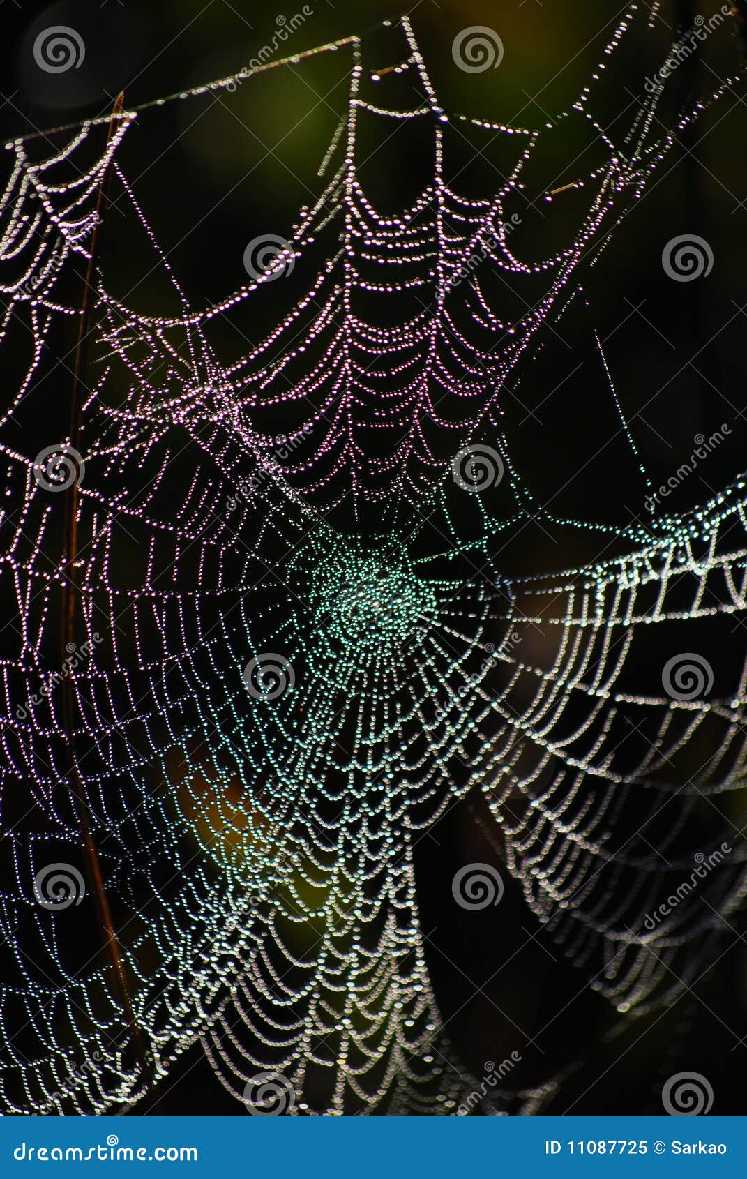Spider web stock image. Image of morning, light, water - 11087725