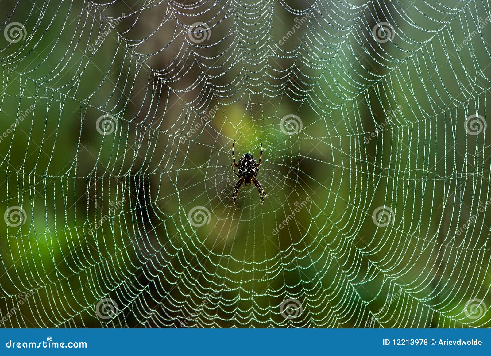 Spider in web stock photo. Image of element, artwork - 12213978