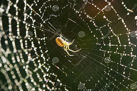 Spider web stock image. Image of arachnaphobia, halloween - 1271863