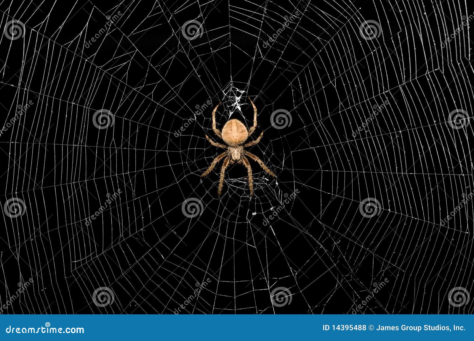 Spider Web Without The Spider Stock Photo | CartoonDealer.com #360288