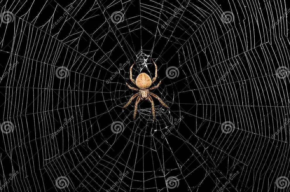 Spider and Web stock photo. Image of closeup, scary, pattern - 14395488