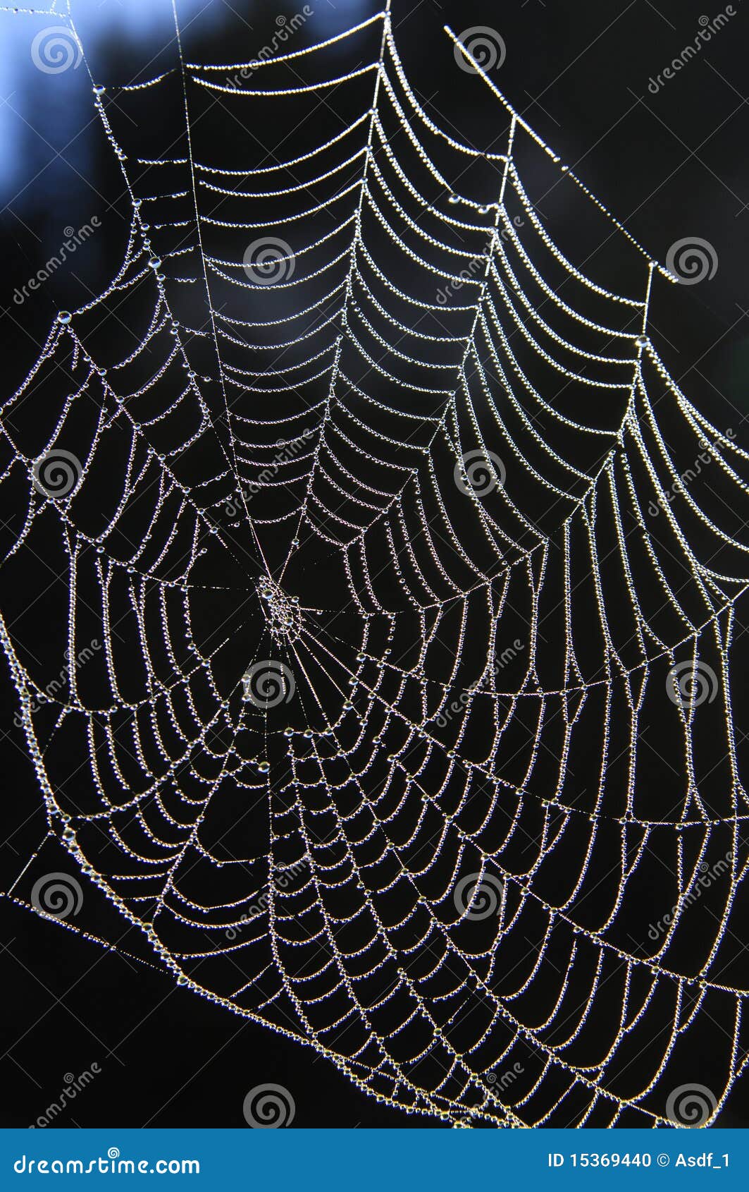 Spider web stock photo. Image of scenic, liquidly, spiderweb - 15369440