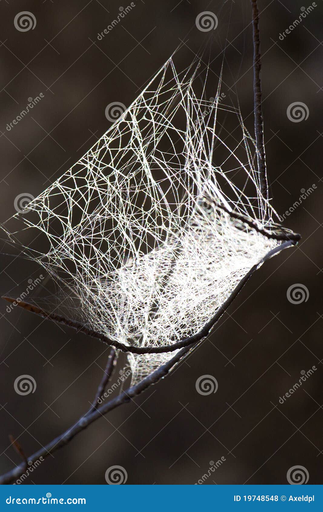 Spider web stock photo. Image of white, spider, insect - 19748548