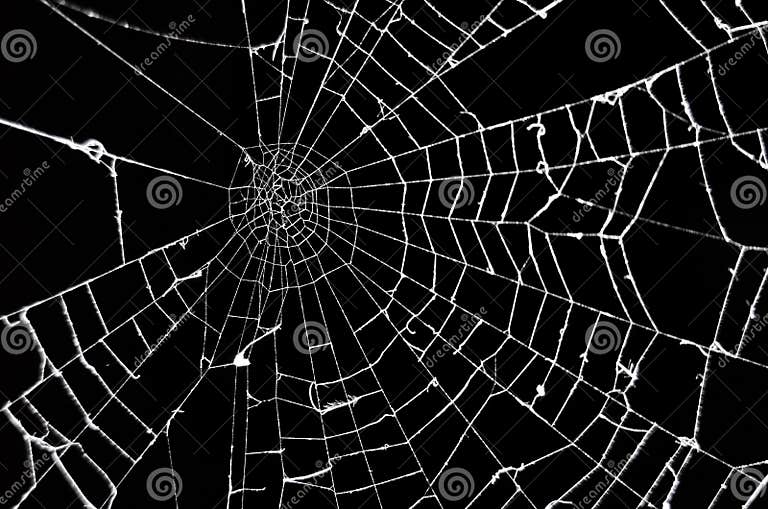 Spider web stock photo. Image of natural, geometry, scary - 20540098