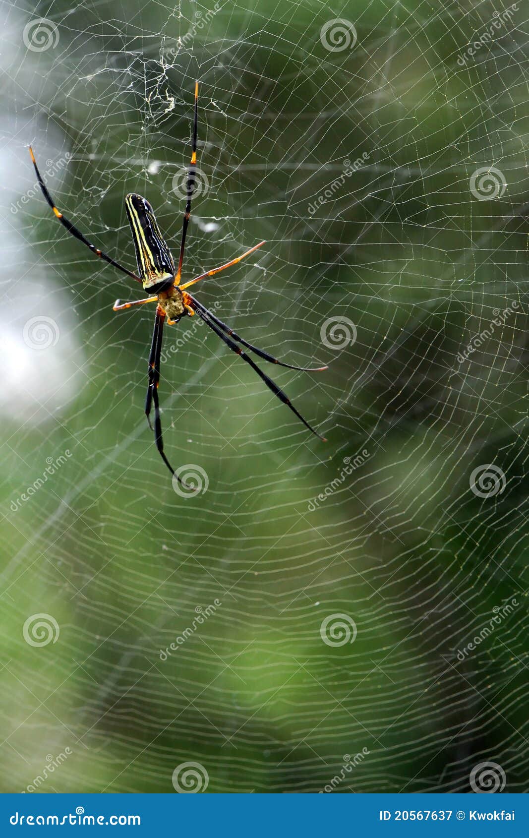 Spider with Web stock image. Image of colorful, head - 20567637