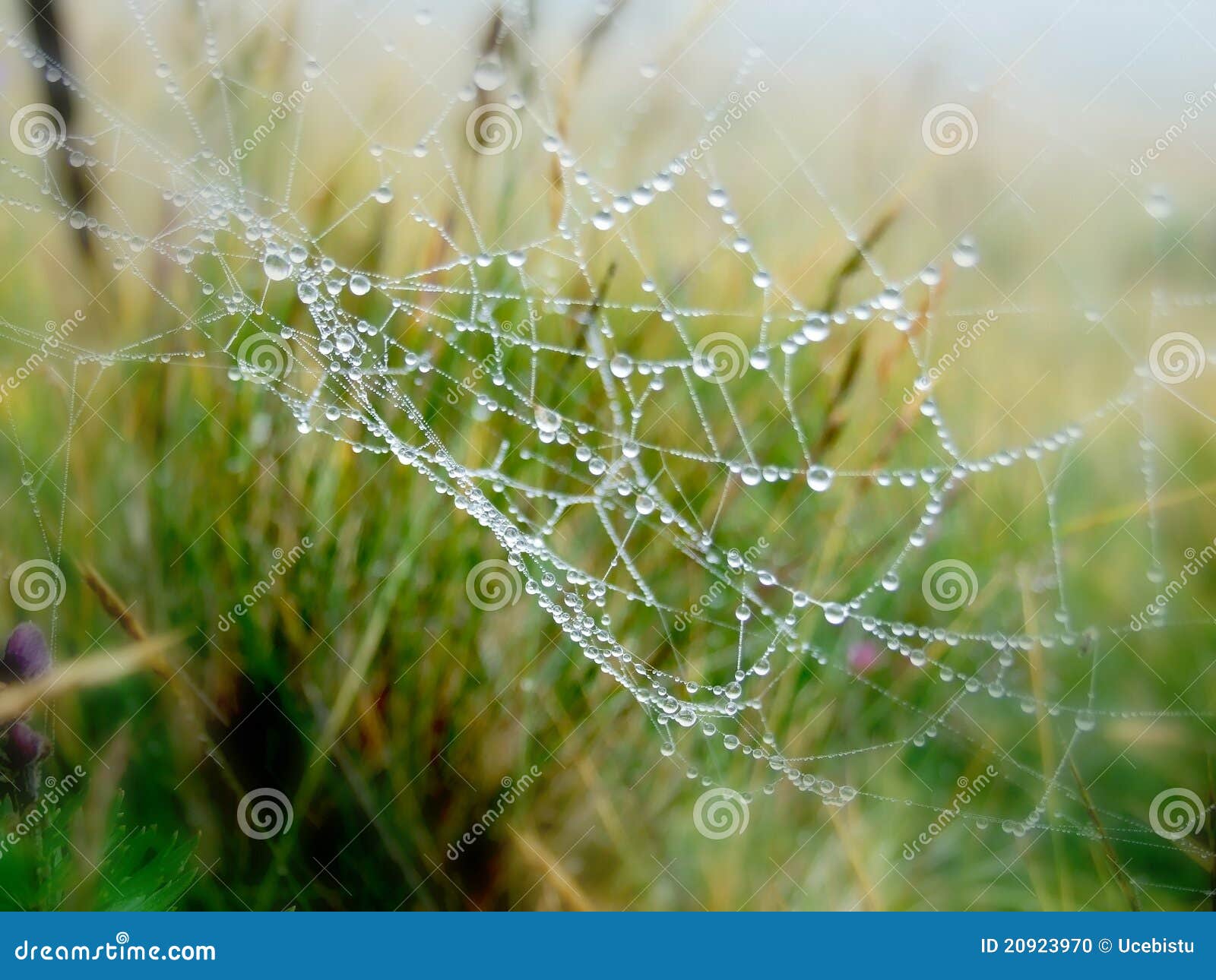 Spider web stock photo. Image of details, green, spider - 20923970