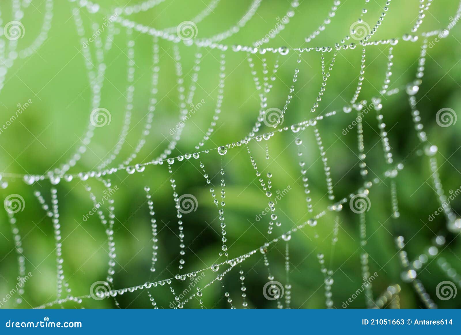 Spider web stock image. Image of macro, spiderweb, background - 21051663