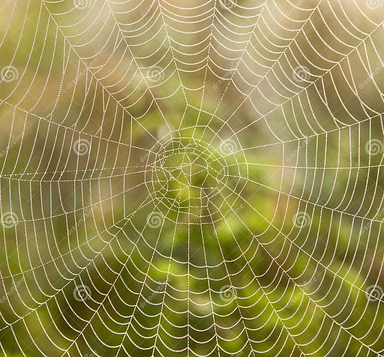 Spider web stock image. Image of droplet, network, pattern - 21182483