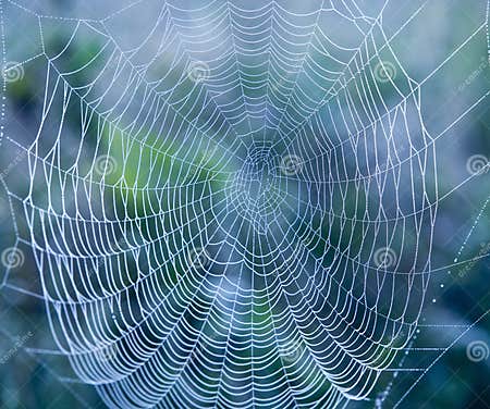 Spider web stock image. Image of morning, texture, water - 21182539